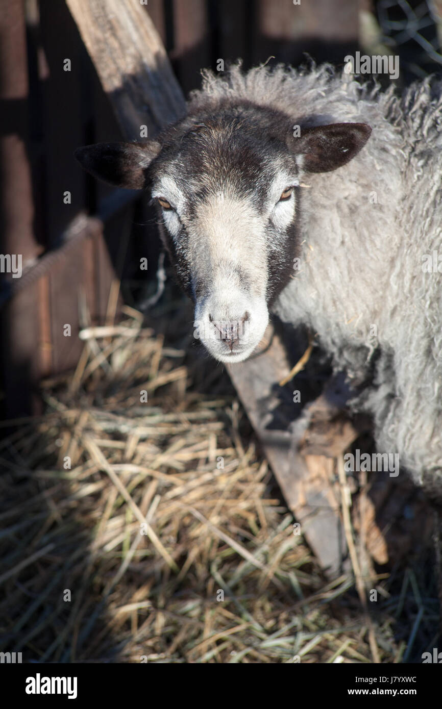 Romanov sheep breed in a pen at the home farm in Australia Stock Photo ...