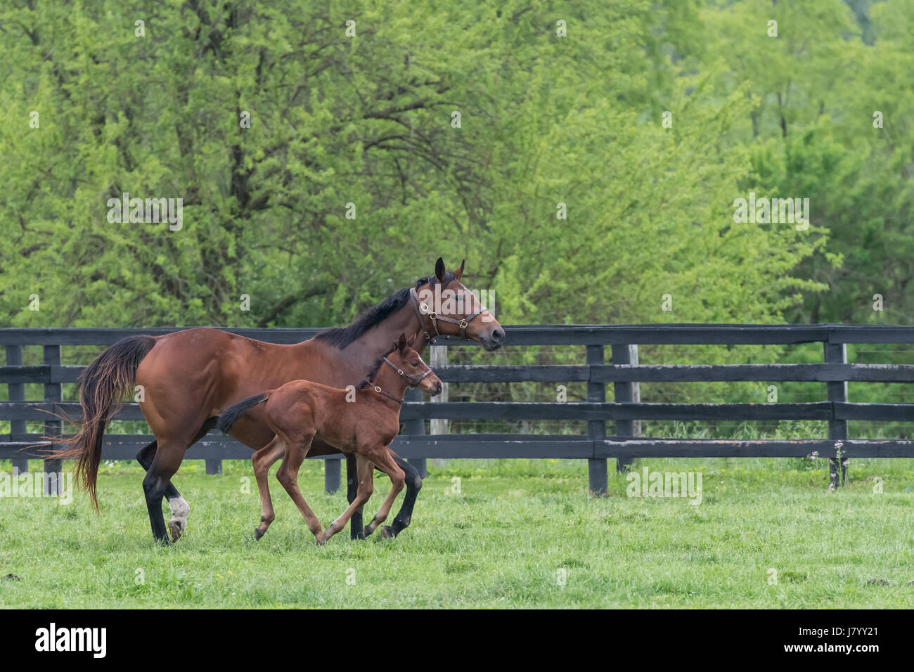Mare with foal running side by side hi-res stock photography and images ...