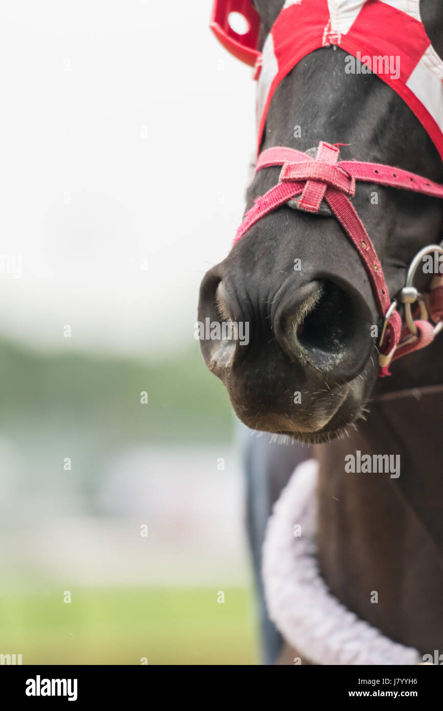 Sable horse hi-res stock photography and images - Alamy