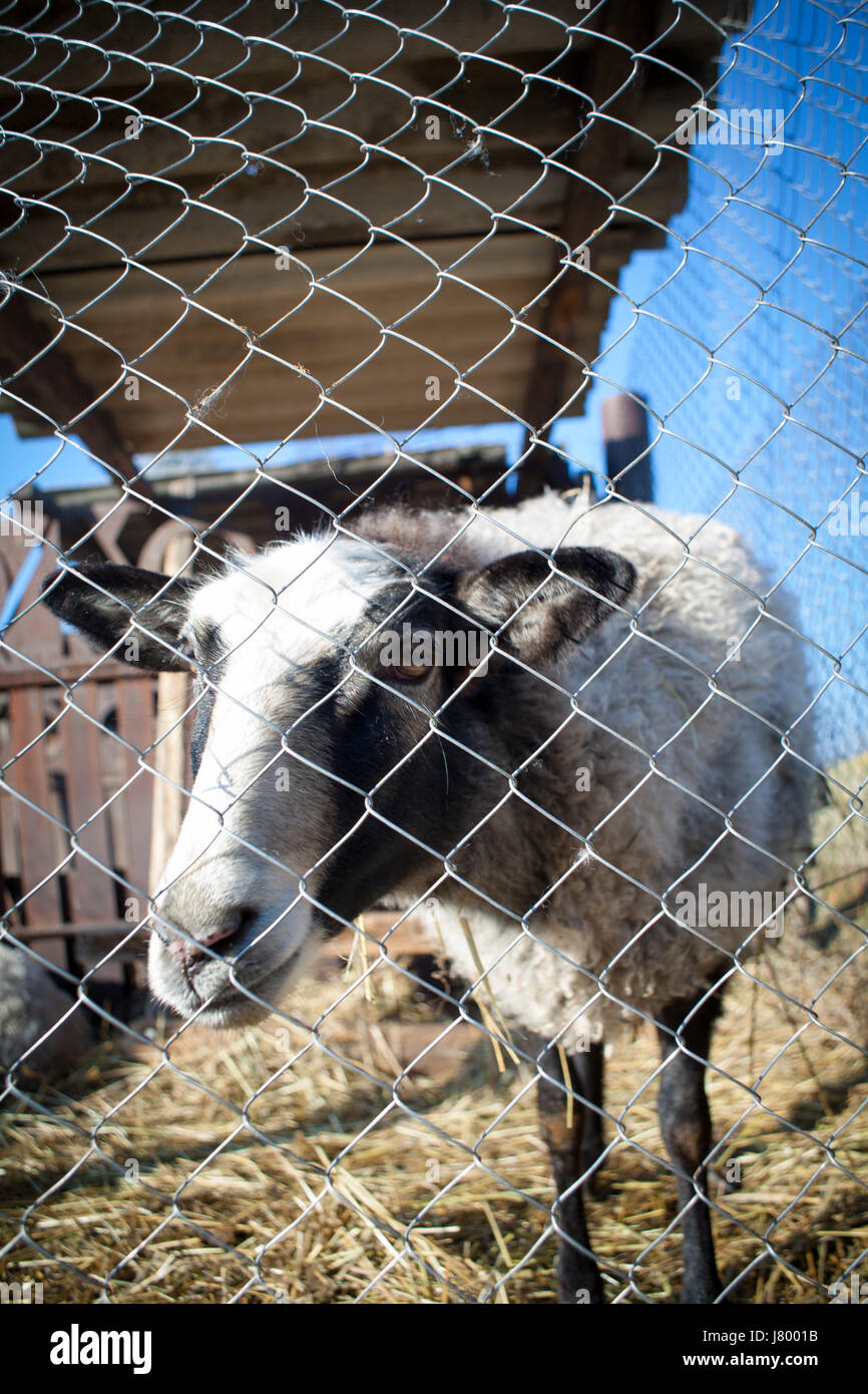 Romanov sheep breed in a pen at the home farm in Australia Stock Photo ...