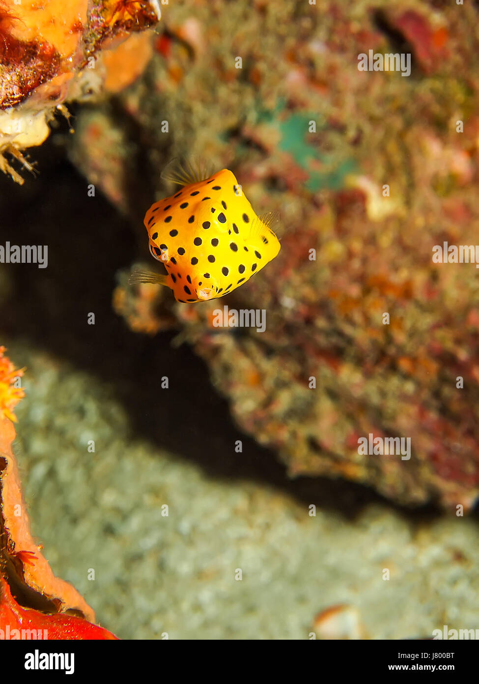 Underwater picture of Yellow Box Fish Stock Photo - Alamy