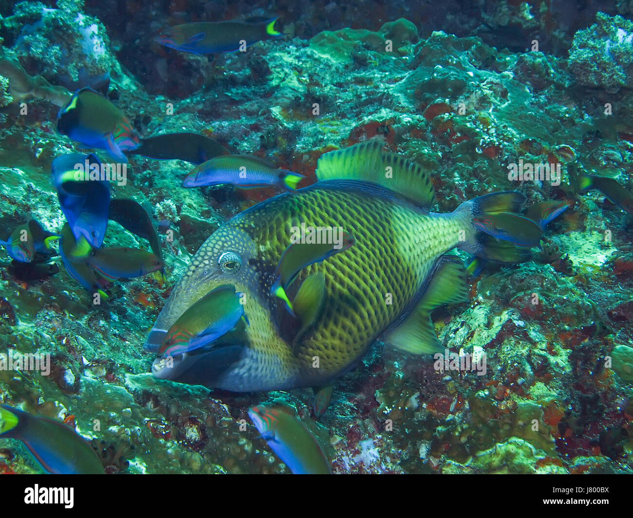 Titan triggerfish in the cleaning station in the coral reef Stock Photo ...