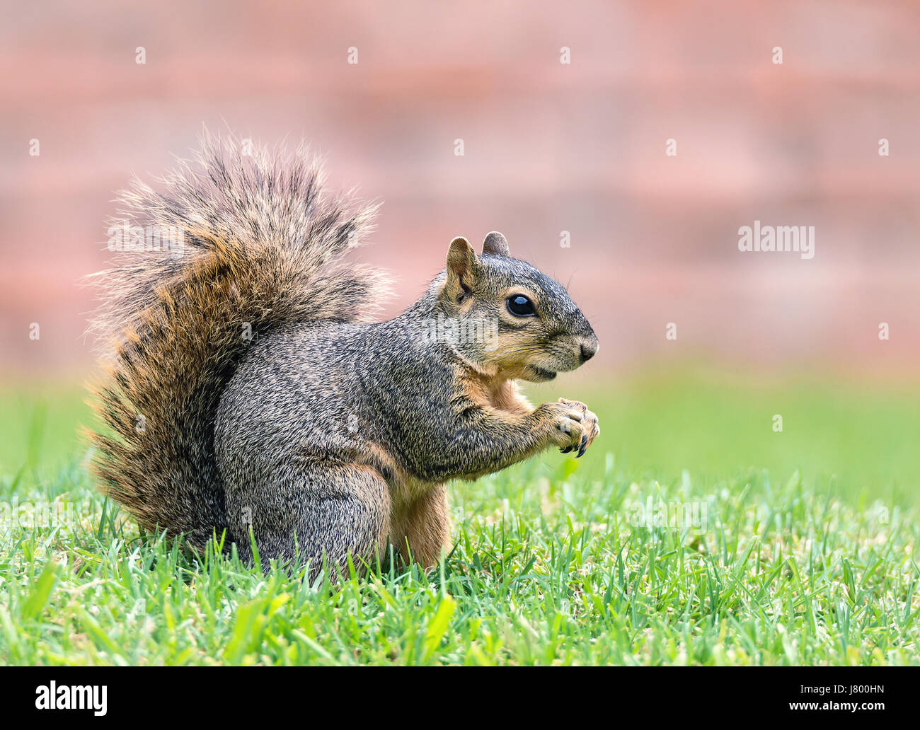 Sciurus niger hi-res stock photography and images - Alamy