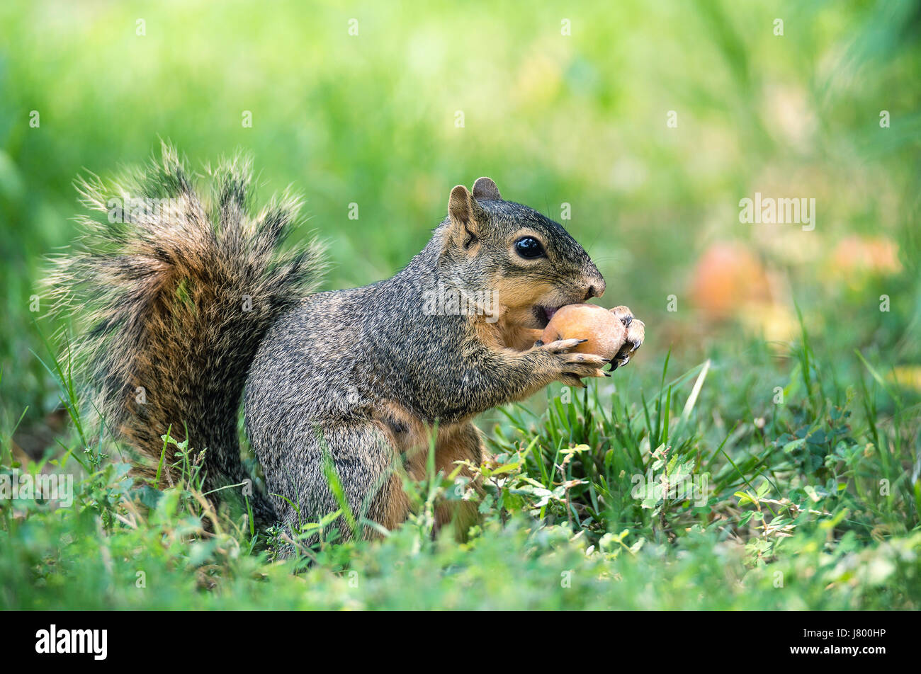 Hungry mama Squirrel (Sciurus niger) eating peach fruit under the tree ...