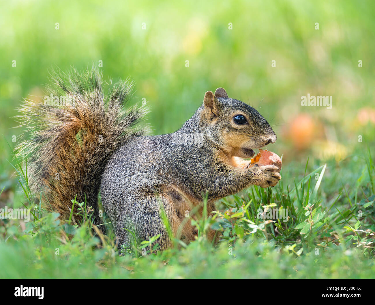 Hungry mother Squirrel (Sciurus niger) eating peach fruit under the ...
