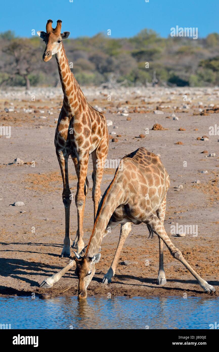 Namibian giraffes or Angolan giraffes (Giraffa camelopardalis ...