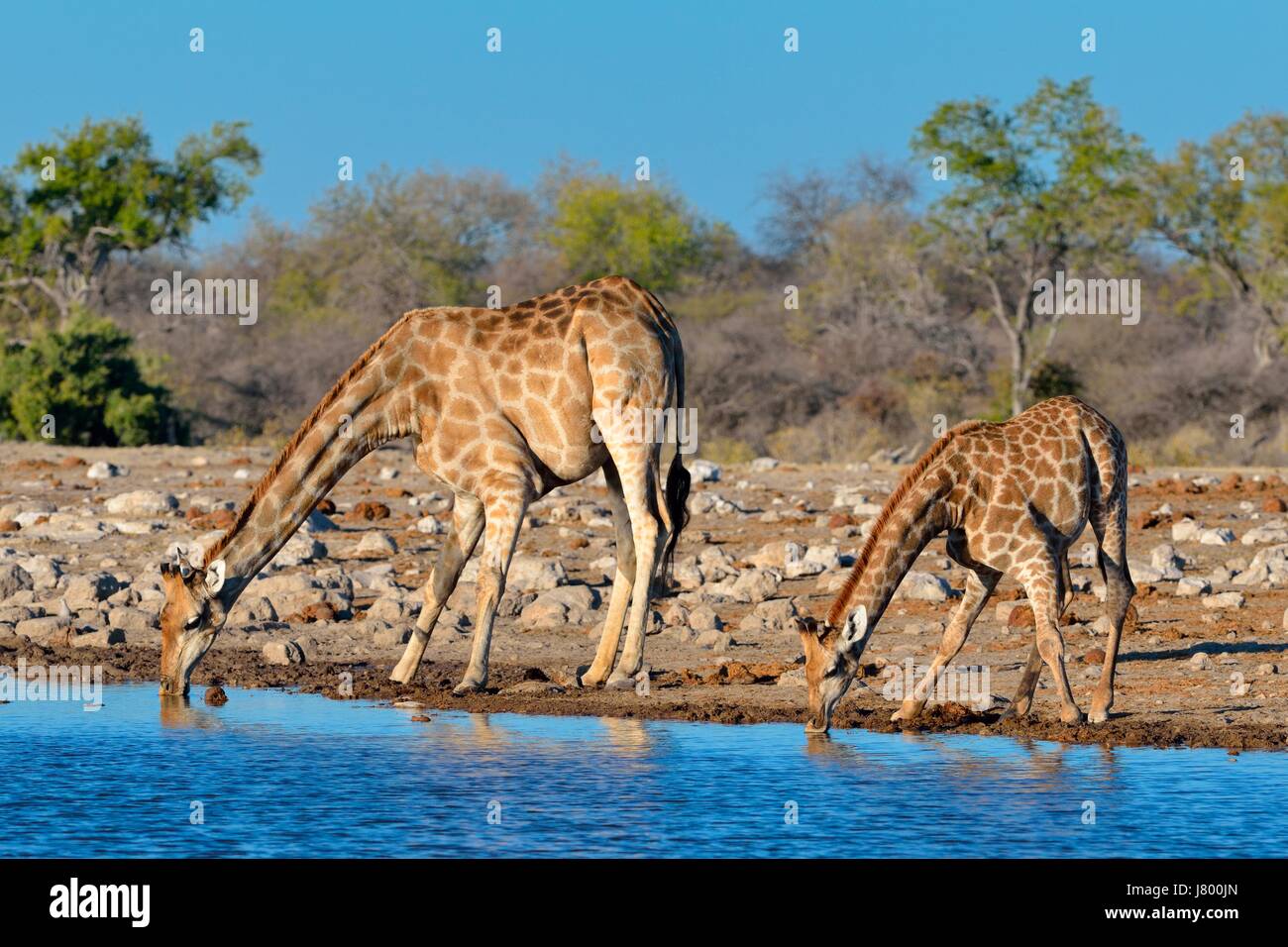 Wild Animals Drinking Water