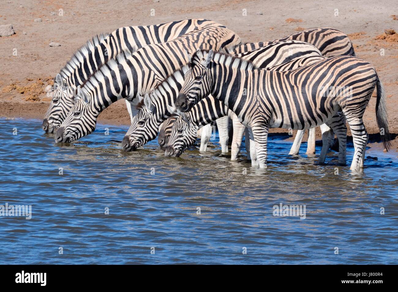 Six zebras hi-res stock photography and images - Alamy