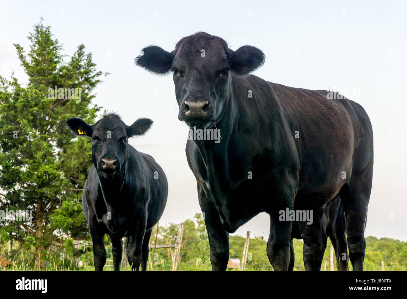 Black angus hi-res stock photography and images - Alamy