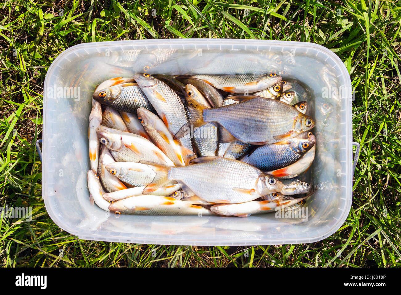 Fresh lake fish in a plastic bucket Stock Photo - Alamy