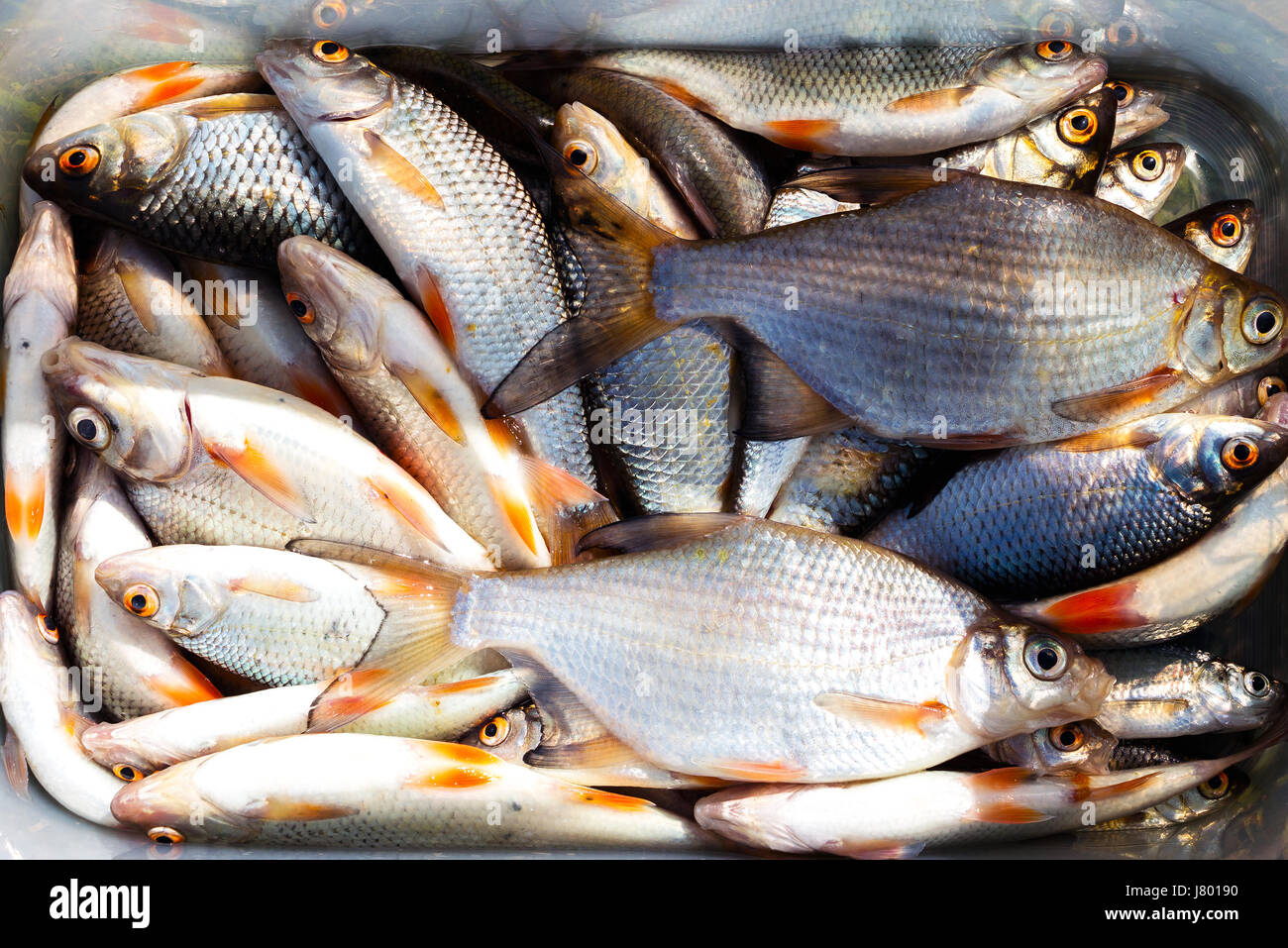 Fresh lake fish in a plastic bucket Stock Photo - Alamy
