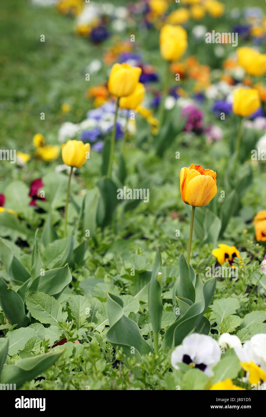 tulip flower garden spring season Stock Photo - Alamy