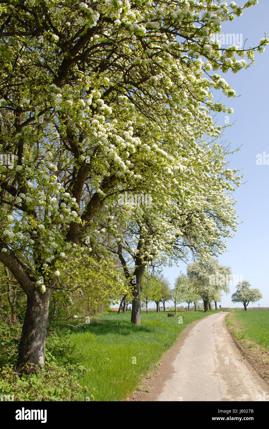 spring in siegelbach Stock Photo - Alamy
