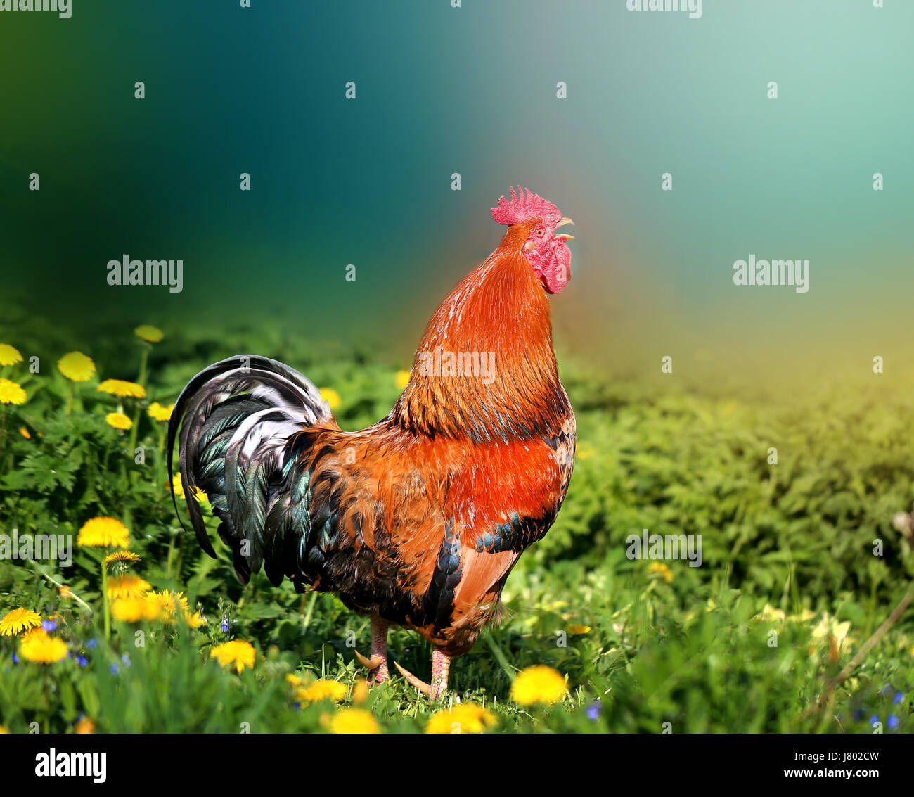 Photo of a beautiful rooster in the village on a sunny afternoon Stock ...