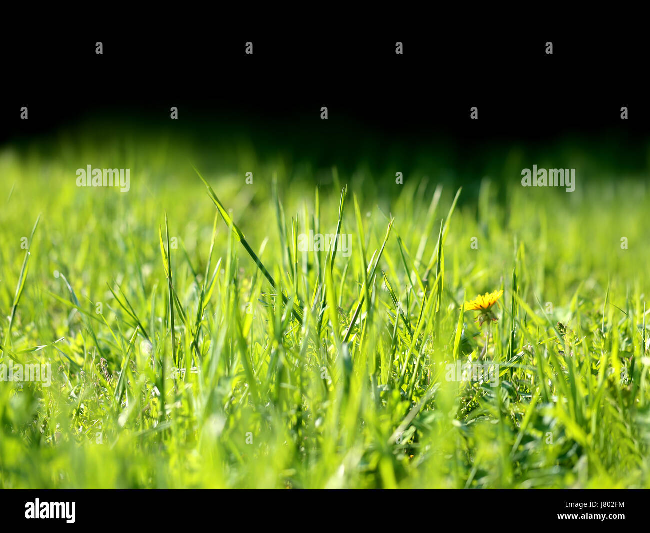 Bright beautiful photo green sunlit grass spring Stock Photo - Alamy