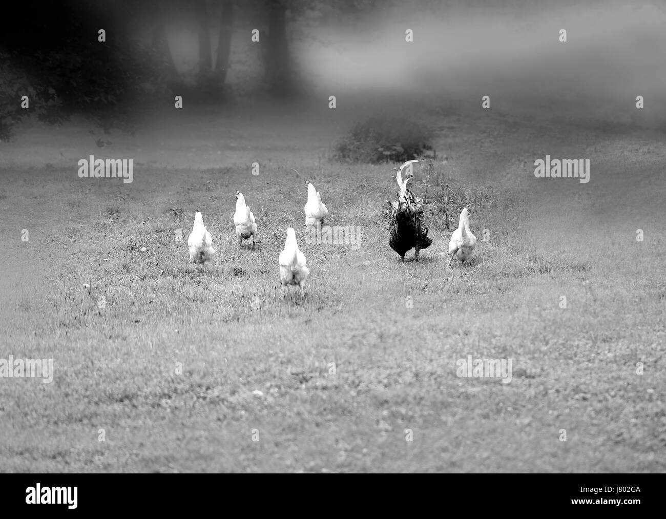 Funny photo of a runaway chicken and a rooster in the village Stock ...