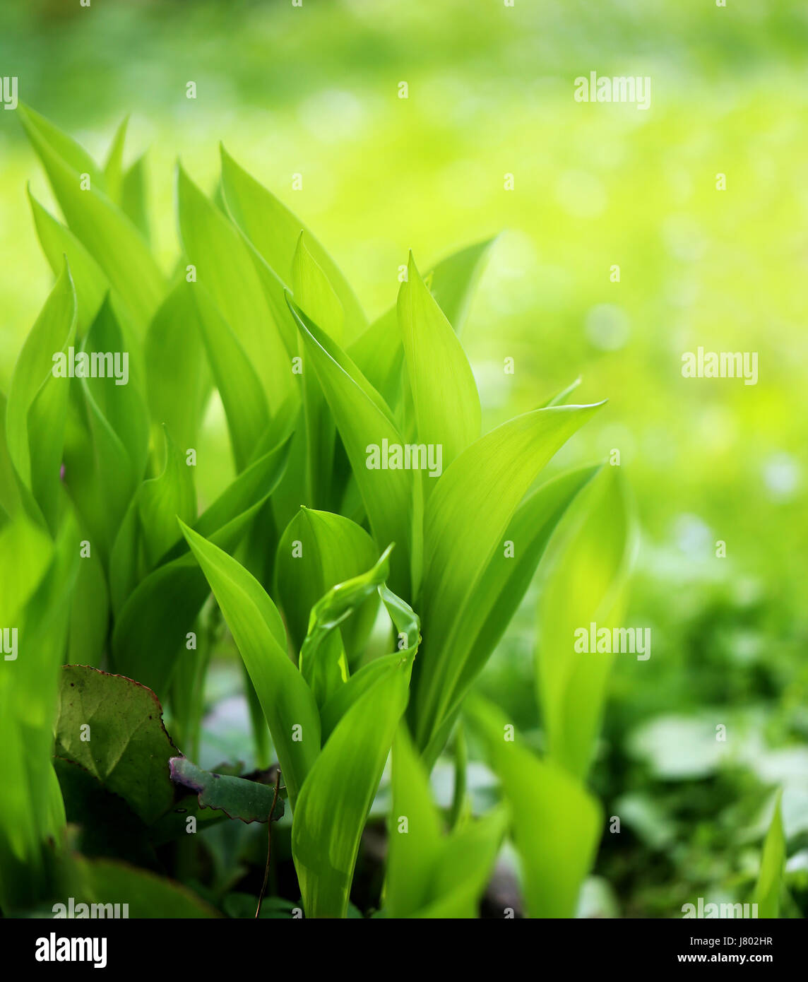 Bright beautiful photo green sunlit plants spring Stock Photo - Alamy