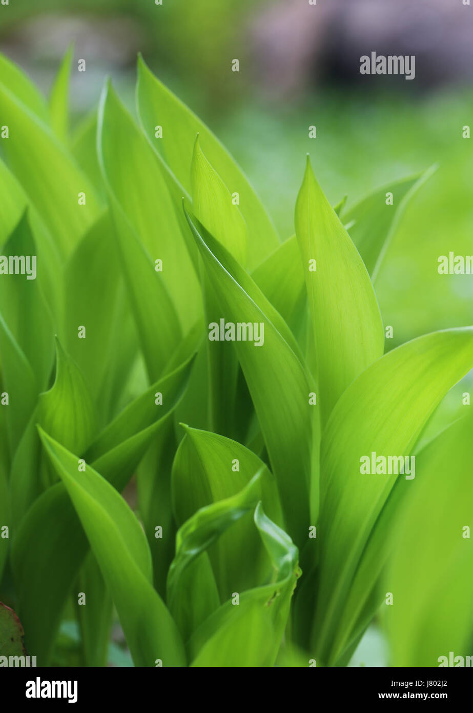 Bright beautiful photo green sunlit plants spring Stock Photo - Alamy
