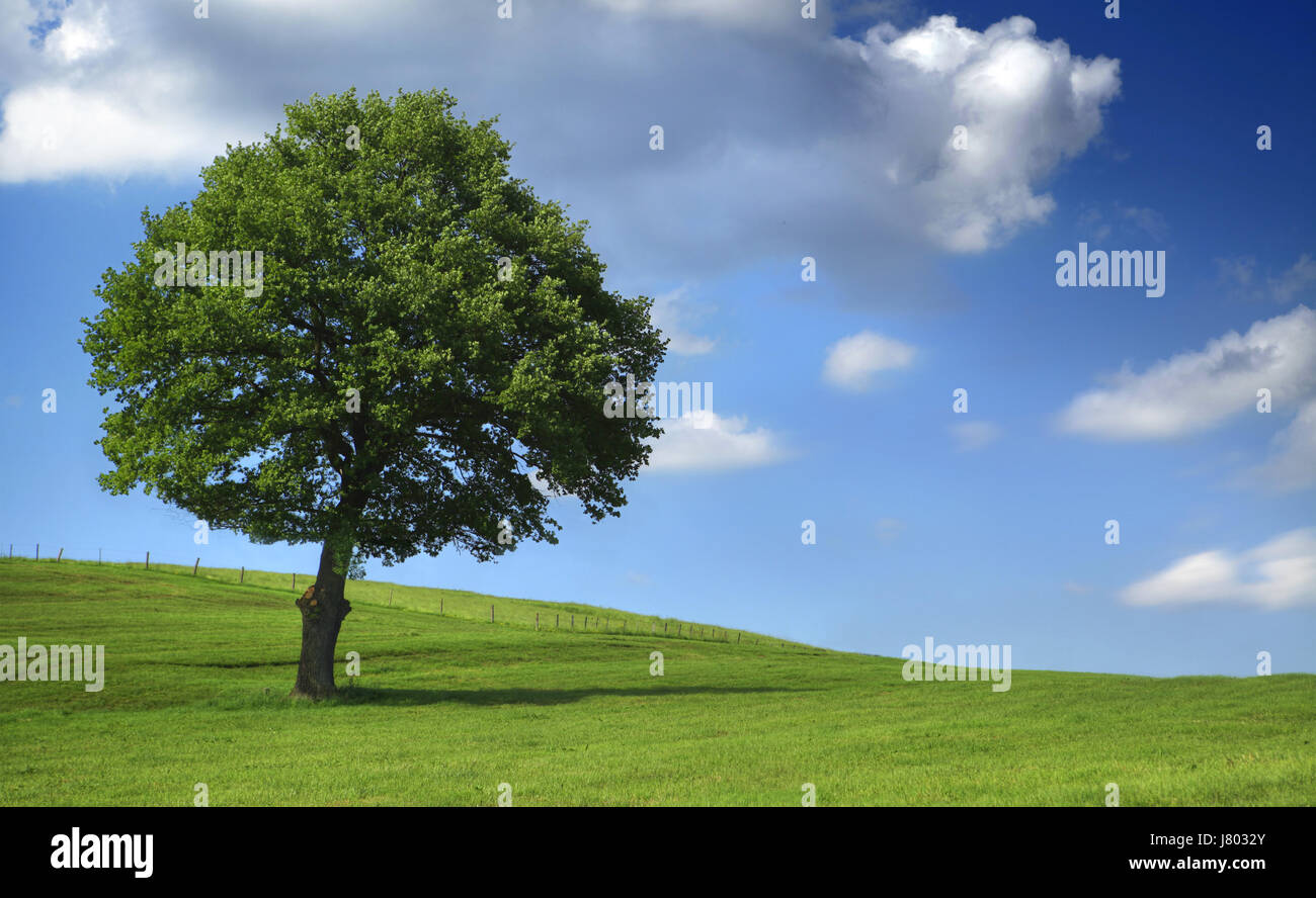 big large enormous extreme powerful imposing immense relevant tree ...