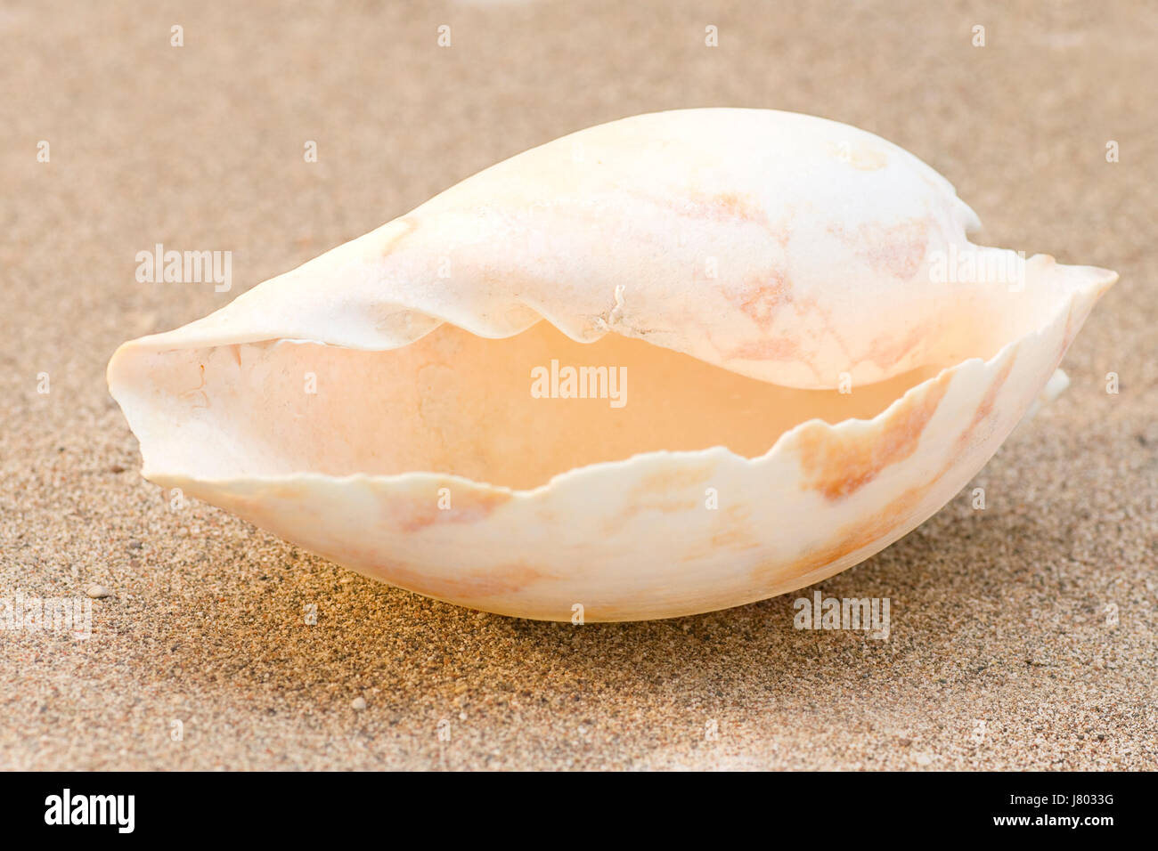 beach seaside the beach seashore summer summerly shell seashell sandy ...