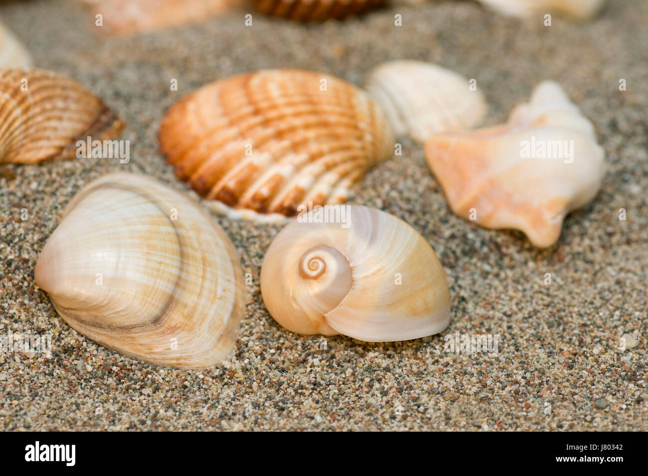 shell souvenir variety seashell salt water sea ocean water backdrop ...