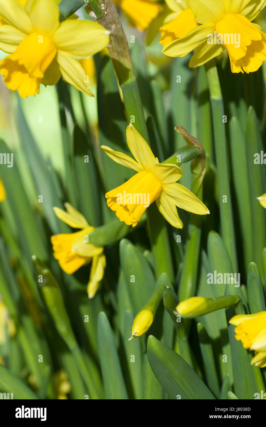 flower plant green summer summerly spring narcissus daffodil shine ...