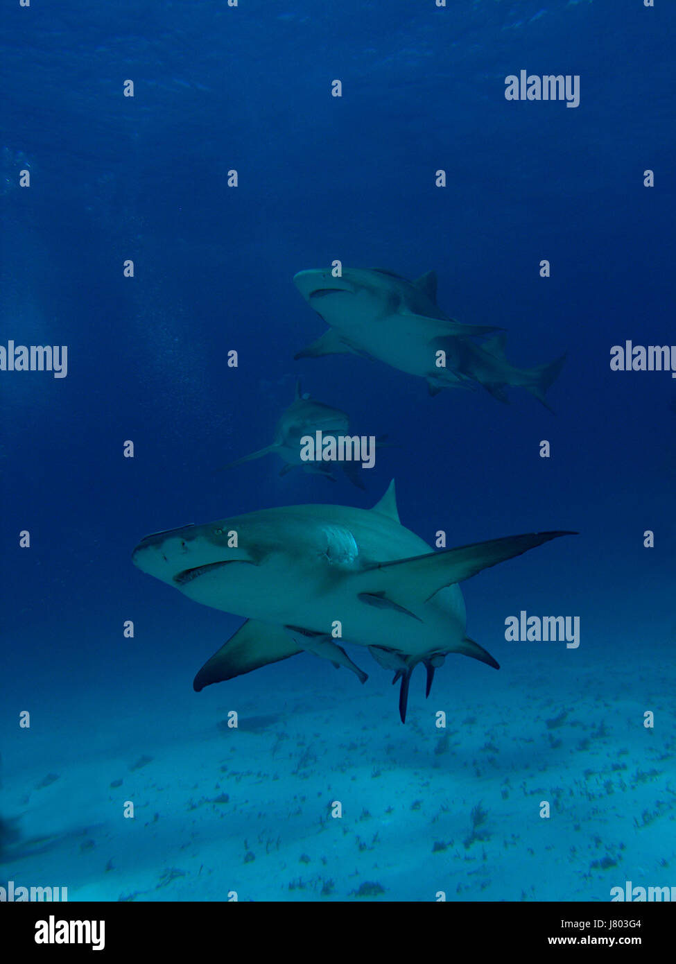 Sharks together hi-res stock photography and images - Alamy