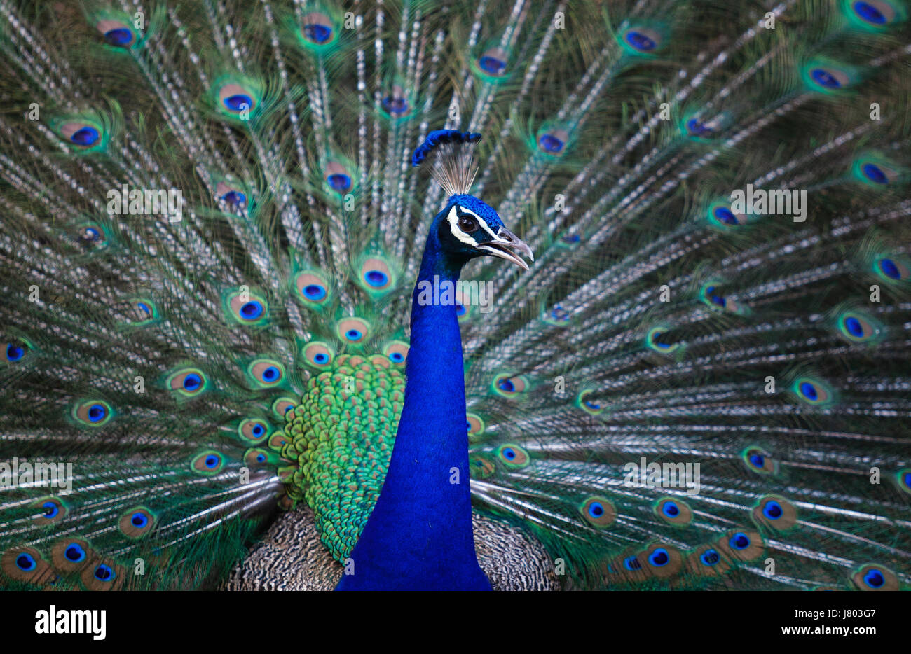 Gorgeous indian peacock hi-res stock photography and images - Alamy