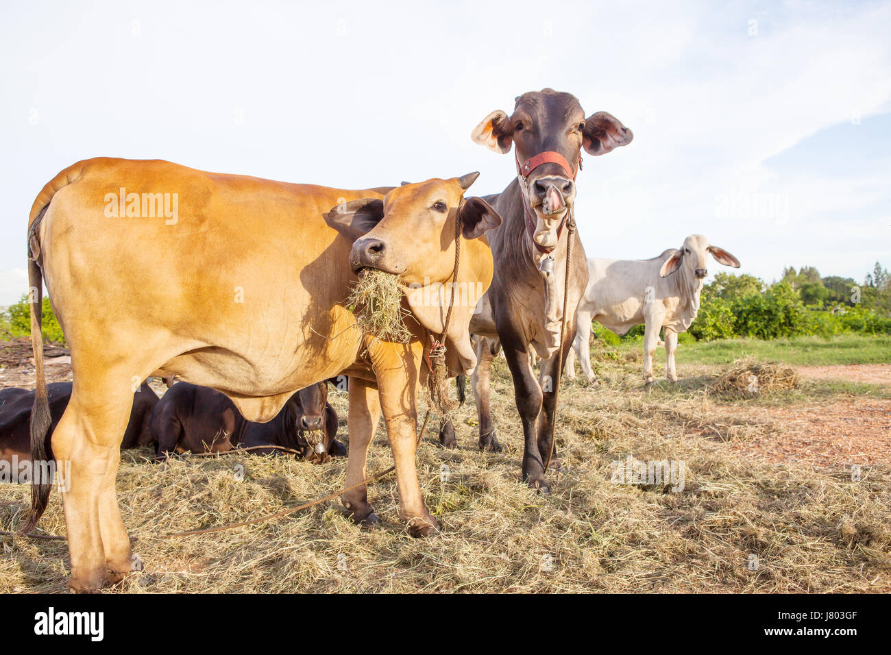 domestic cattle in rural farm field Stock Photo - Alamy