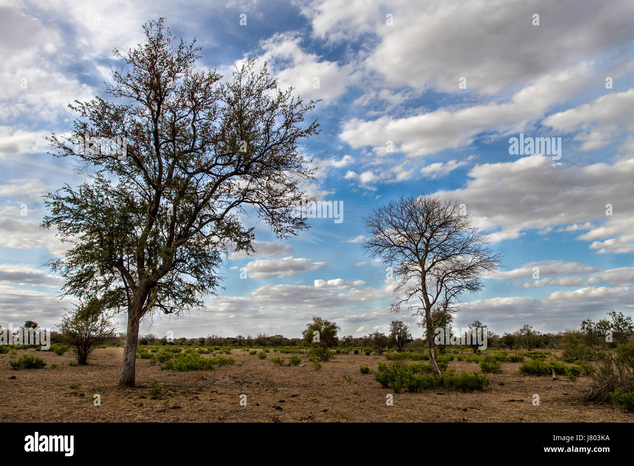 Savanna, South Africa Stock Photo - Alamy