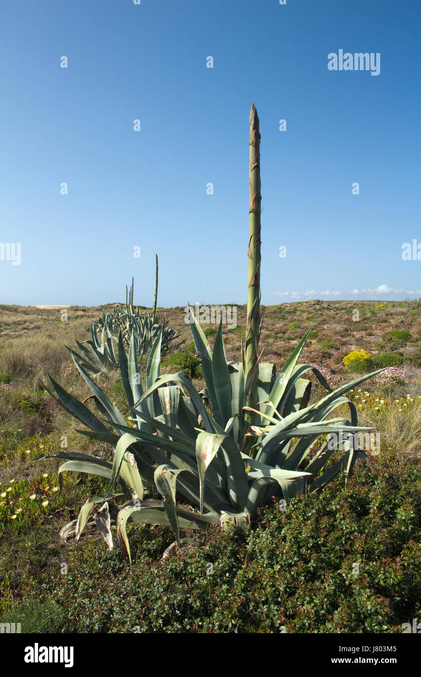 A row of Agave americano in the Algarve, Portugal Stock Photo - Alamy