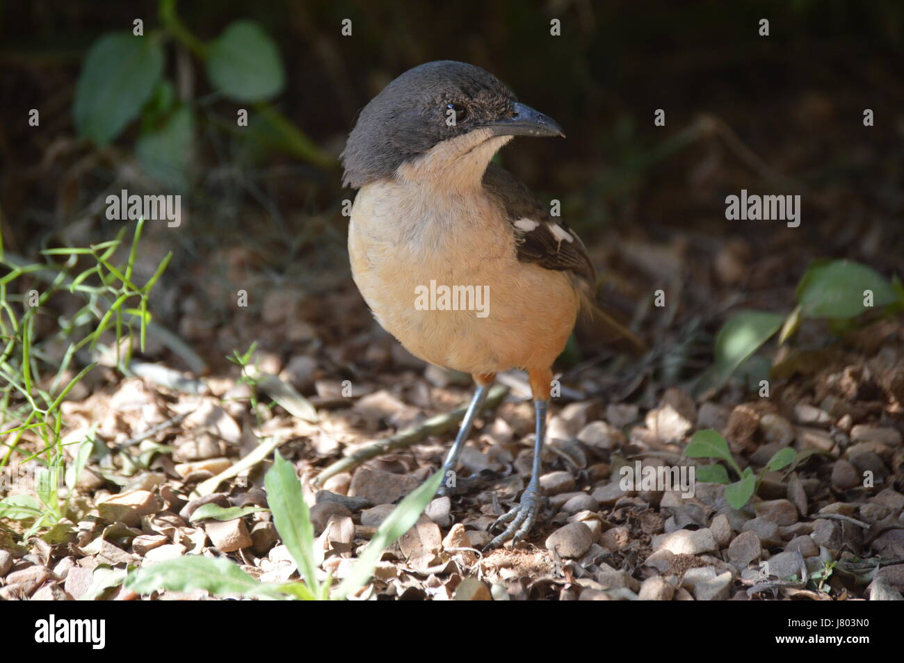 Inquisitive bird hi-res stock photography and images - Alamy
