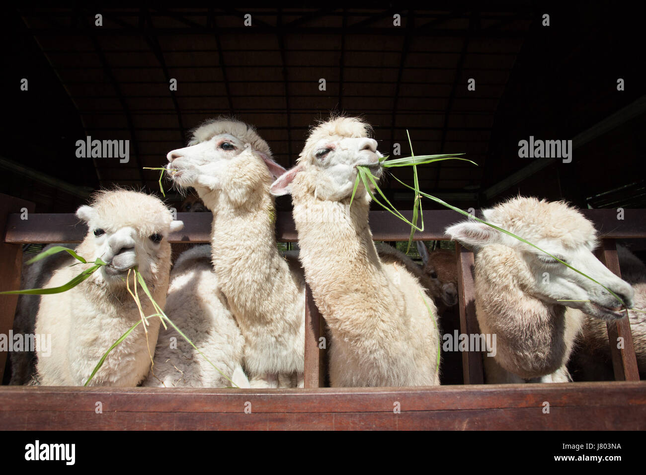 llama alpacas eating ruzi grass in mouth rural ranch farm Stock Photo ...
