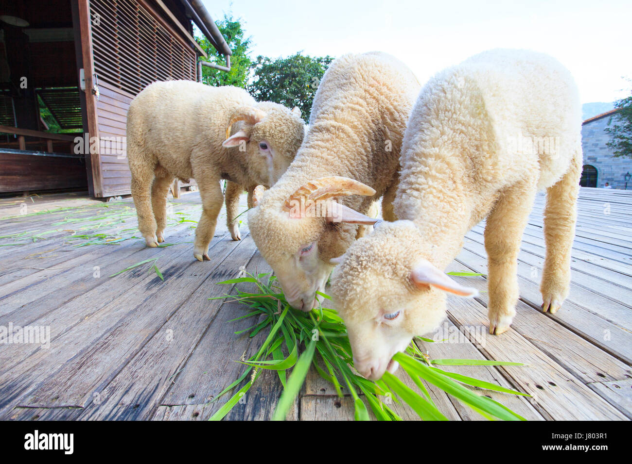 merino sheep eating ruzi grass leaves on wood ground of rural ranch ...