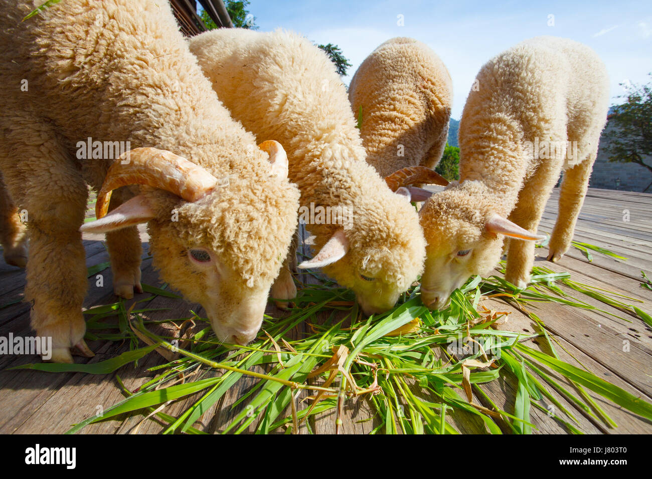 merino sheep eating ruzi grass leaves on wood ground of rural ranch ...