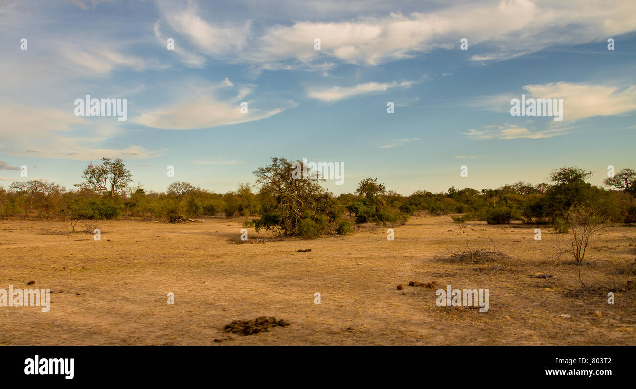 Savanna, South Africa Stock Photo - Alamy