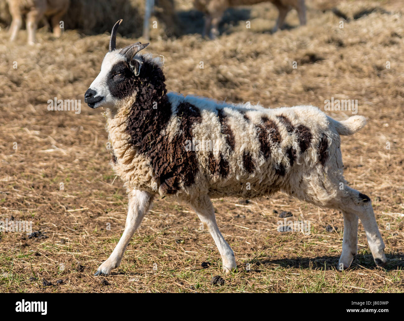 Jacob Rare breed sheep grazing in spring sunshine Stock Photo - Alamy