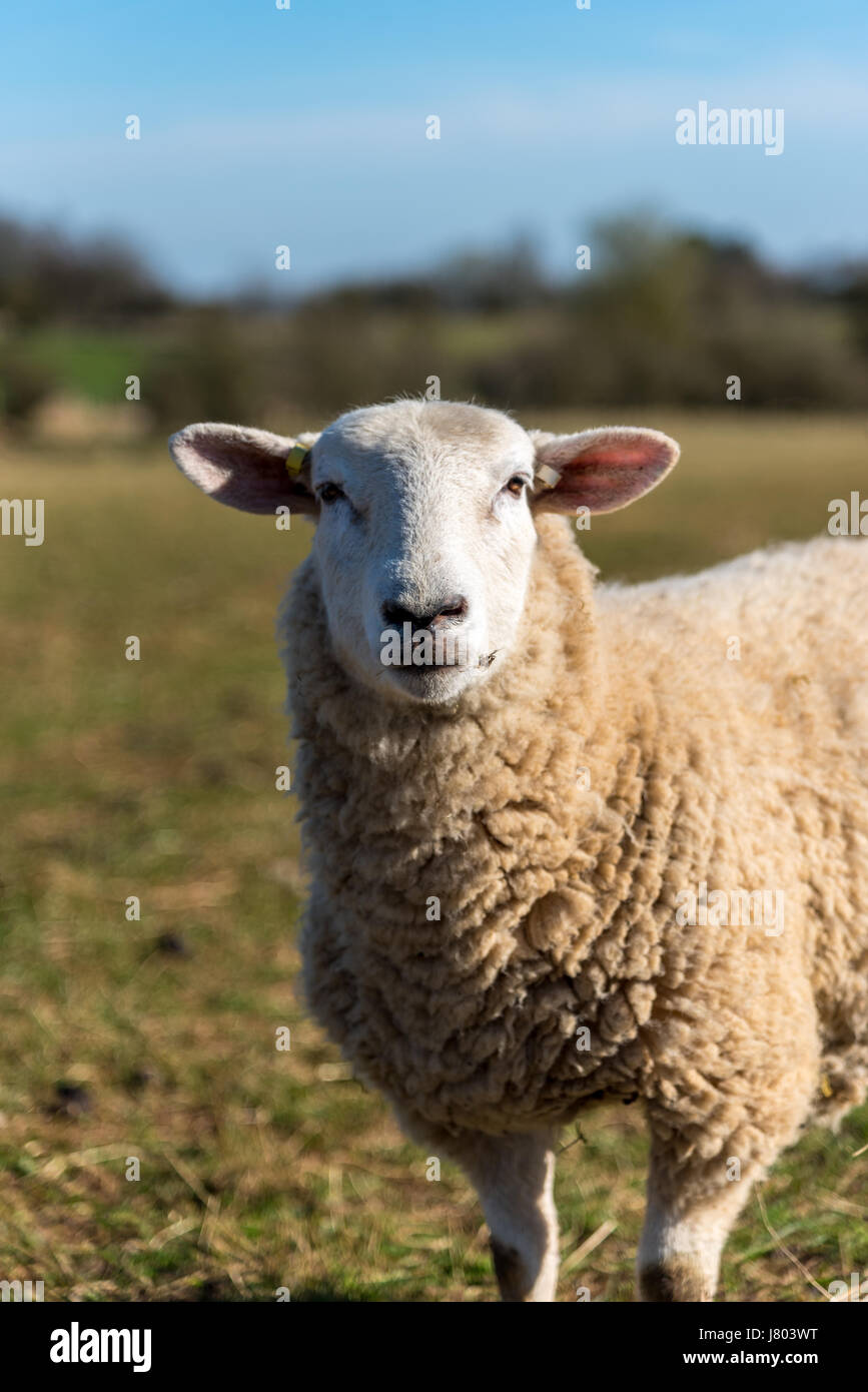 Rare breed sheep grazing in spring sunshine Stock Photo - Alamy