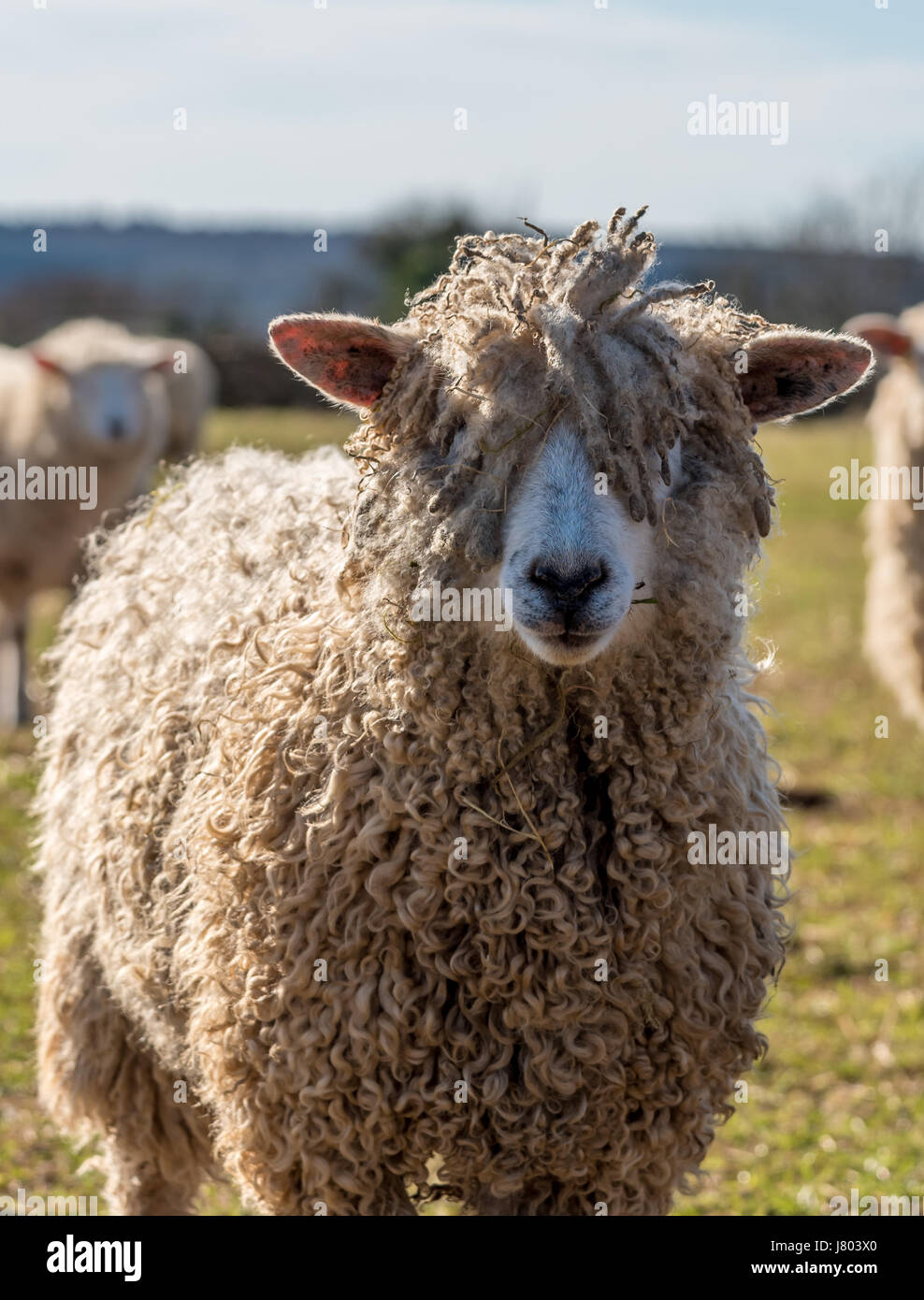 Cotswold lion ewe hi-res stock photography and images - Alamy