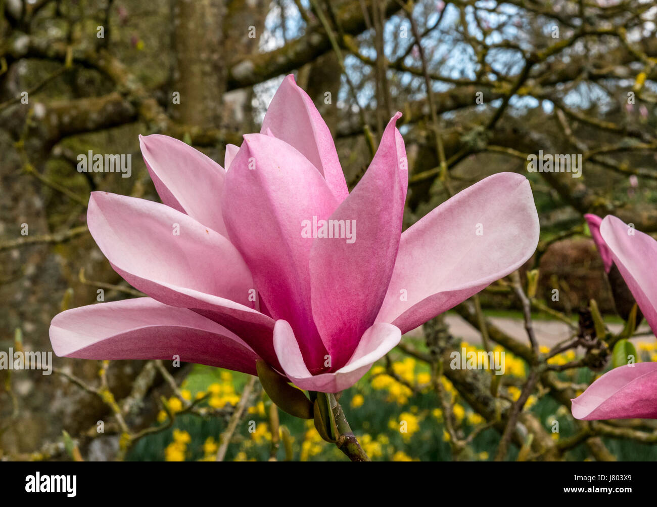 Deep pink petals hi-res stock photography and images - Alamy