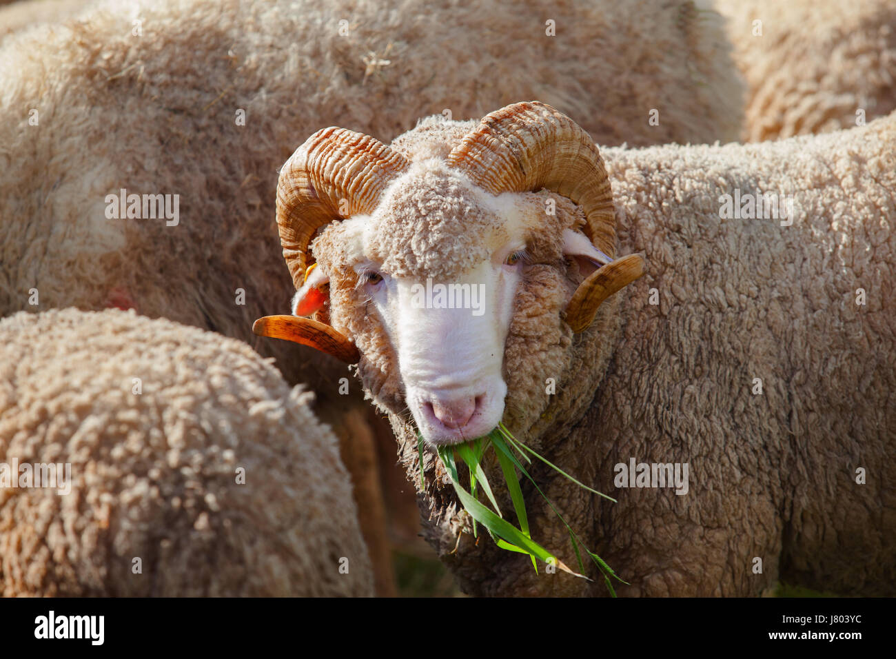 close up face of male merino sheep lamb in ranch farm eating ruzi grass ...