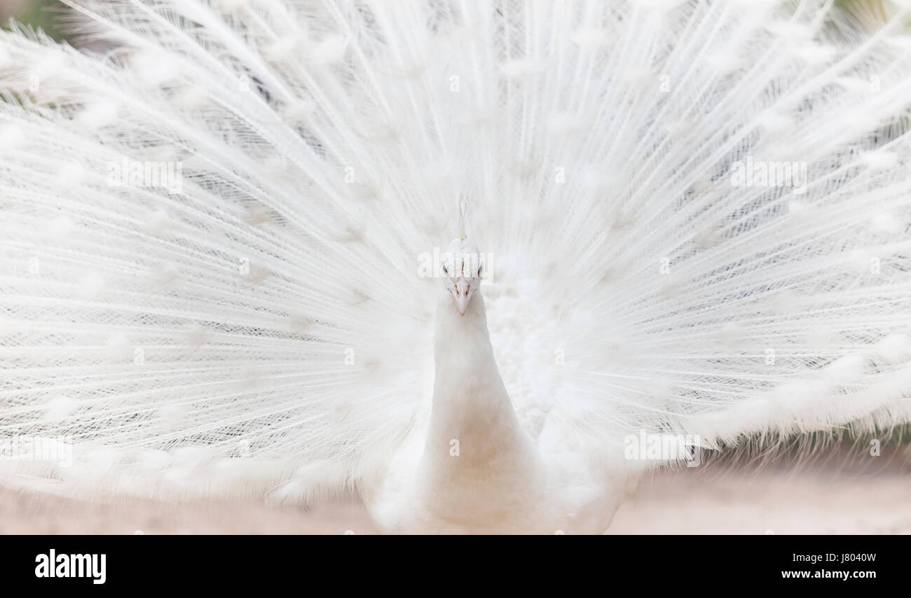 white indian peacock with beautiful fan tail Stock Photo - Alamy