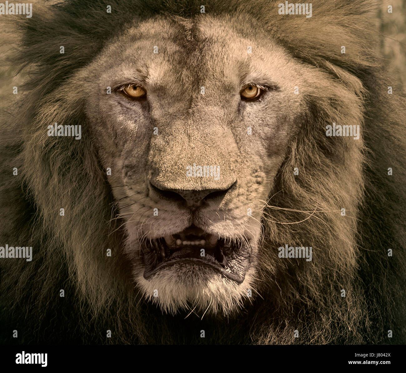 Dangerous lion hi-res stock photography and images - Alamy