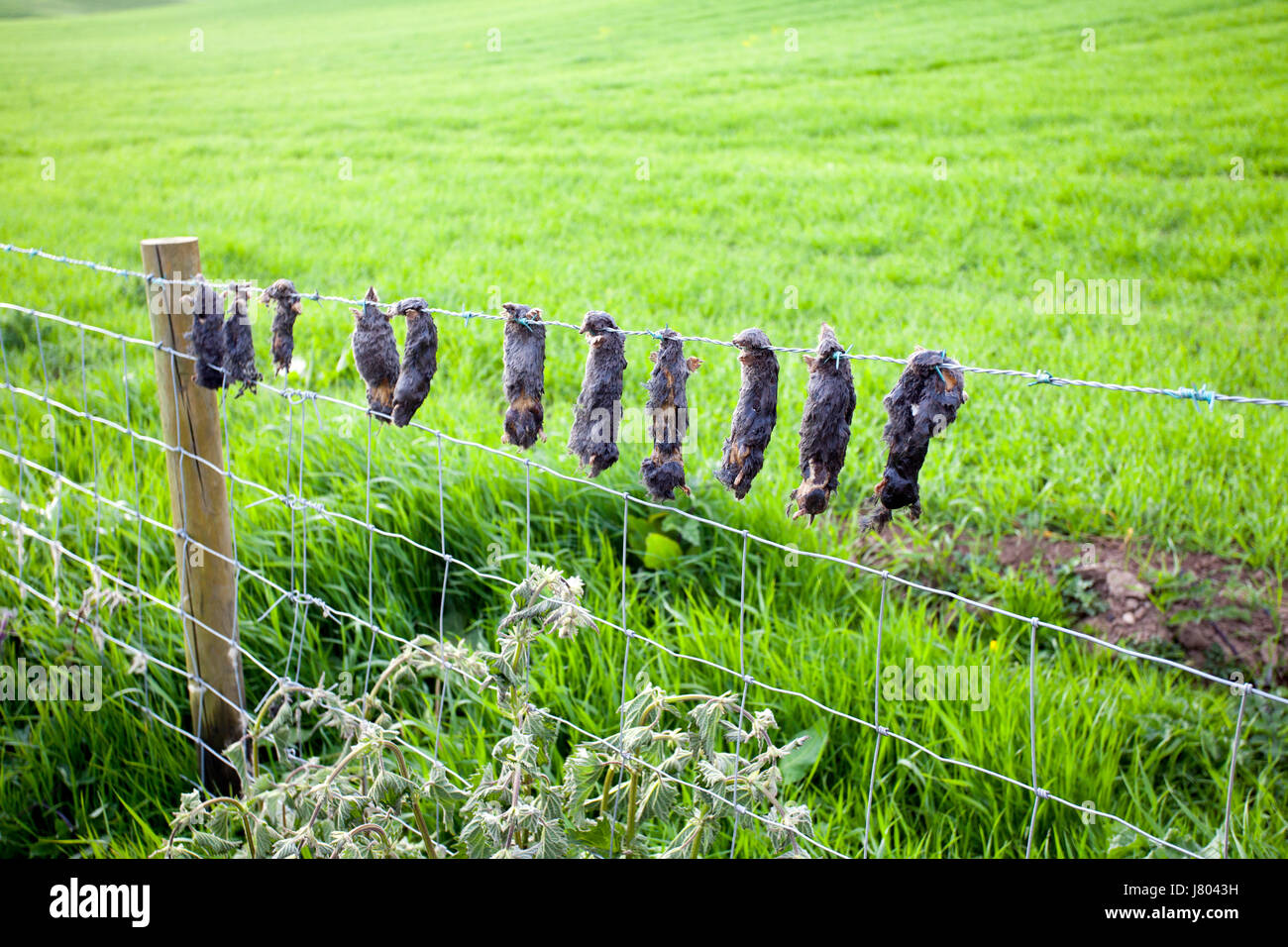Mole killer hi-res stock photography and images - Alamy