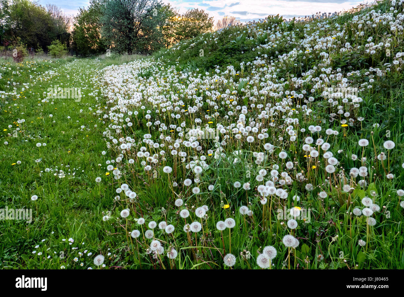 Field with wild dandelions after blooming, Denmark Stock Photo - Alamy