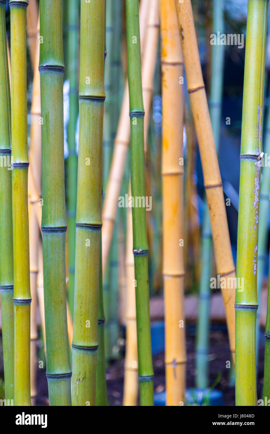 Yellow culms hi-res stock photography and images - Alamy