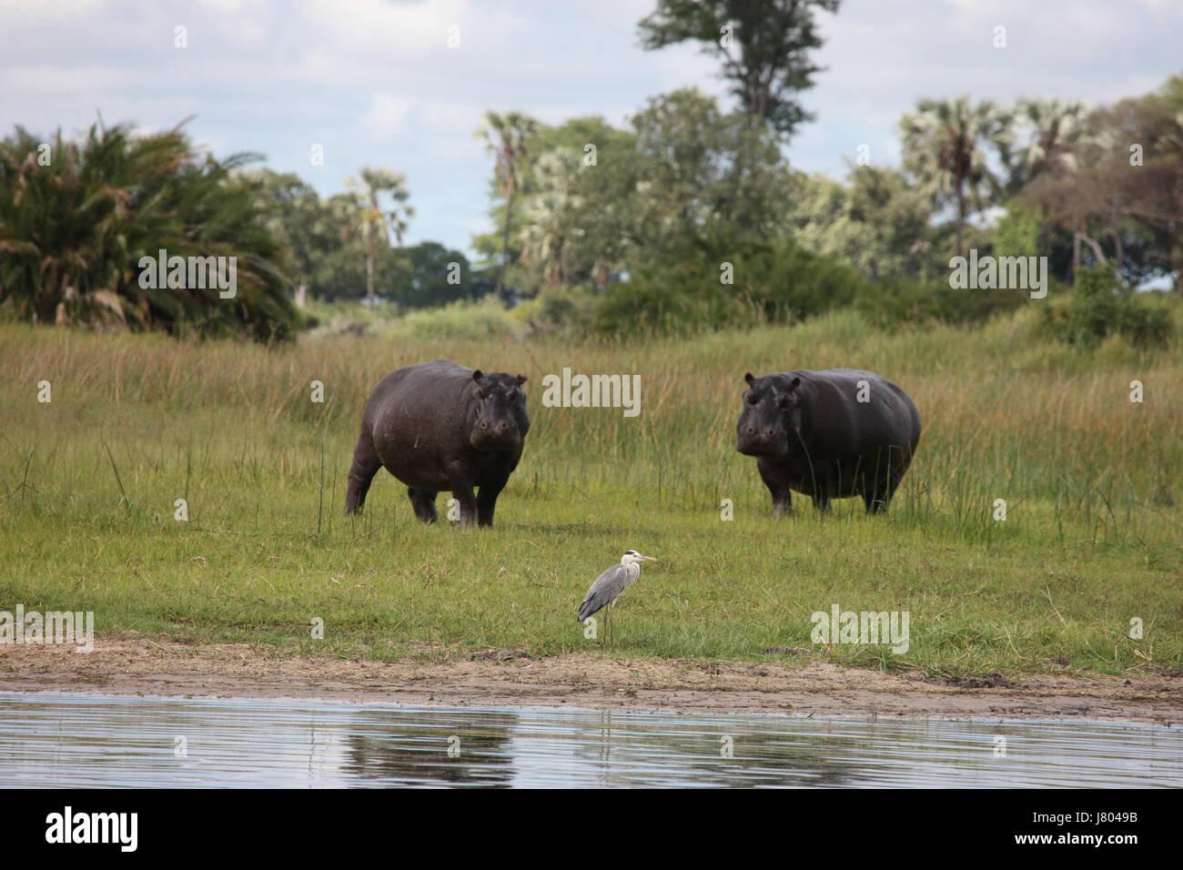 Wild Hippo in African river water hippopotamus (Hippopotamus amphibius ...