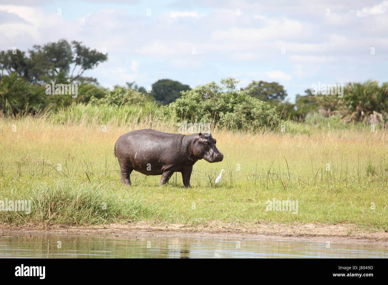 Wild Hippo in African river water hippopotamus (Hippopotamus amphibius ...