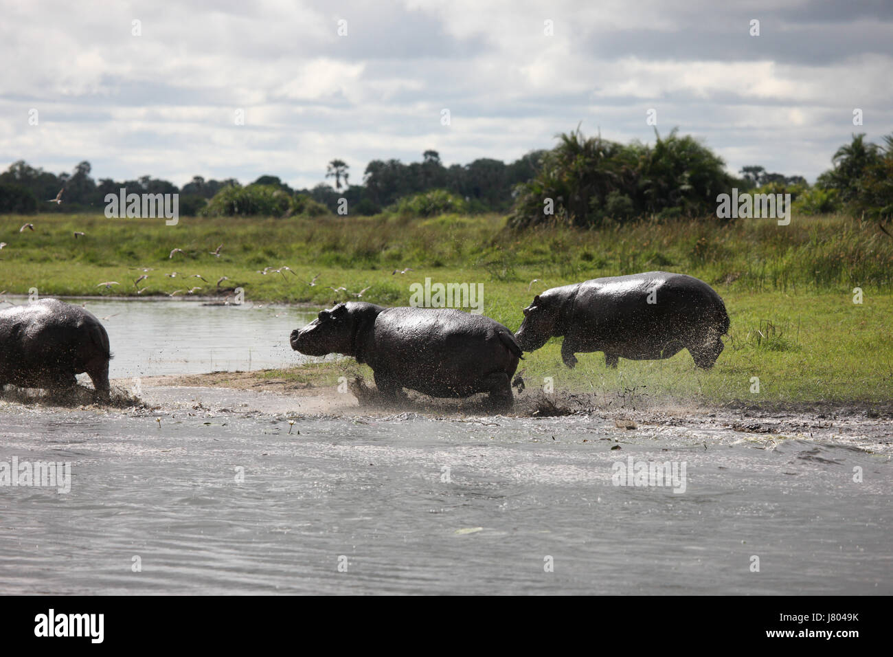 Wild Hippo in African river water hippopotamus (Hippopotamus amphibius ...