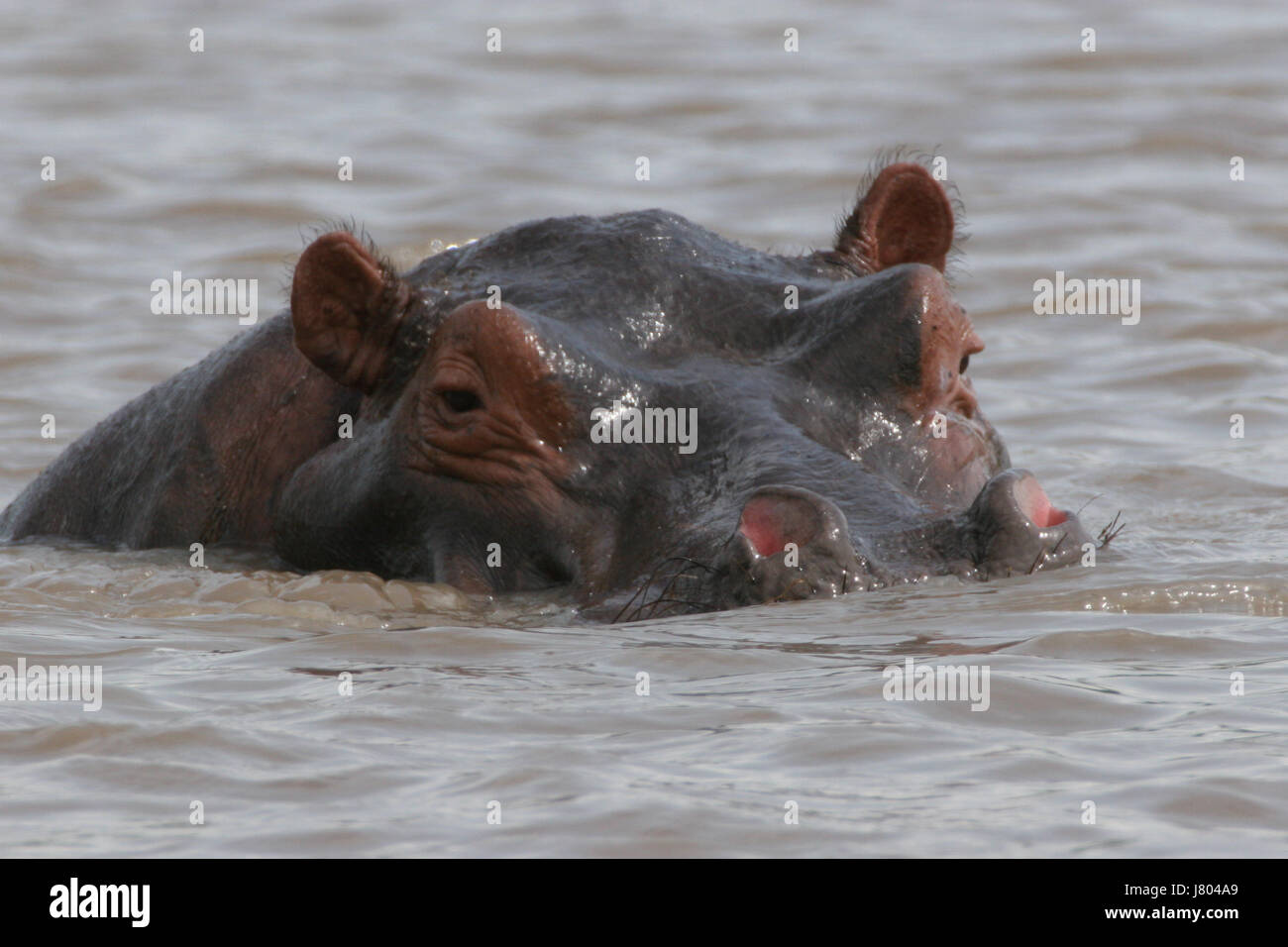 Wild Hippo In African River Water Hippopotamus Hippopotamus Amphibius